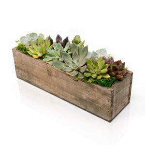 hallmark flowers succulent garden in 10-inch wood trough