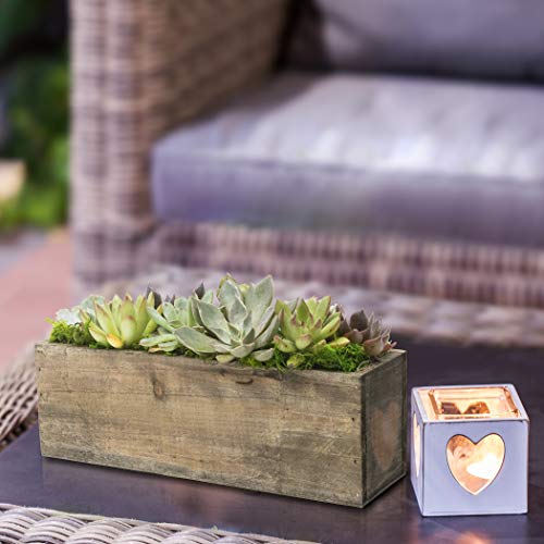 Hallmark Flowers Succulent Garden In 10-Inch Wood Trough