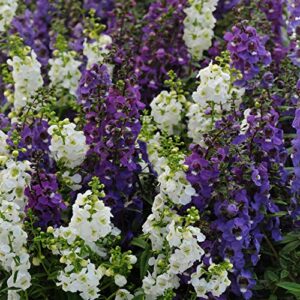 outsidepride angelonia serena waterfall summer snapdragon garden flower seed mix – 30 seeds