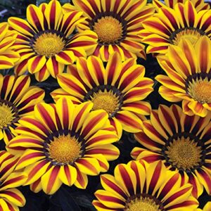 outsidepride gazania big kiss white flame heat & drought tolerant garden flower & ground cover plants – 50 seeds