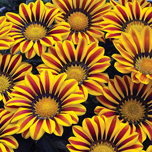 Outsidepride Gazania Big Kiss White Flame Heat & Drought Tolerant Garden Flower & Ground Cover Plants - 50 Seeds