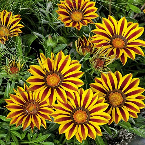 Outsidepride Gazania Big Kiss White Flame Heat & Drought Tolerant Garden Flower & Ground Cover Plants - 50 Seeds