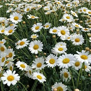 Sow Right Seeds - German Chamomile Seeds for Planting - Non-GMO Heirloom Seeds; Instructions to Plant and Grow an Herbal Tea Garden, Indoors or Outdoor; Great Gardening Gift. (1)