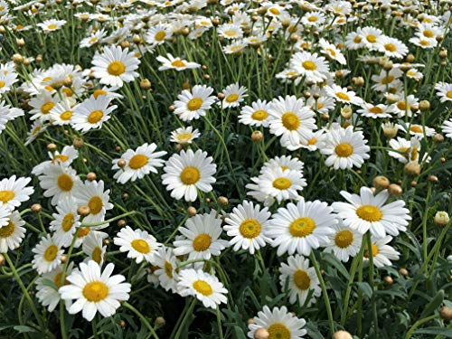 Sow Right Seeds - German Chamomile Seeds for Planting - Non-GMO Heirloom Seeds; Instructions to Plant and Grow an Herbal Tea Garden, Indoors or Outdoor; Great Gardening Gift. (1)