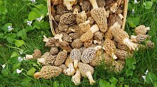 morel mushroom spores in sawdust garden seed spore kit from wv 5 gallon kit