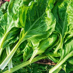 "Perpetual" Spinach Seeds for Planting, 300+ Heirloom Seeds Per Packet, (Isla's Garden Seeds), Non GMO Seeds, Botanical Name: Beta vulgaris subsp. vulgaris, Great Home Garden Gift