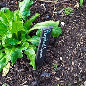 "Perpetual" Spinach Seeds for Planting, 300+ Heirloom Seeds Per Packet, (Isla's Garden Seeds), Non GMO Seeds, Botanical Name: Beta vulgaris subsp. vulgaris, Great Home Garden Gift