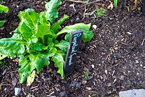 "Perpetual" Spinach Seeds for Planting, 300+ Heirloom Seeds Per Packet, (Isla's Garden Seeds), Non GMO Seeds, Botanical Name: Beta vulgaris subsp. vulgaris, Great Home Garden Gift