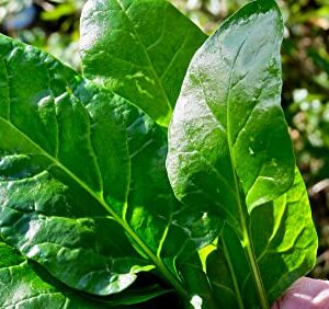 "Perpetual" Spinach Seeds for Planting, 300+ Heirloom Seeds Per Packet, (Isla's Garden Seeds), Non GMO Seeds, Botanical Name: Beta vulgaris subsp. vulgaris, Great Home Garden Gift