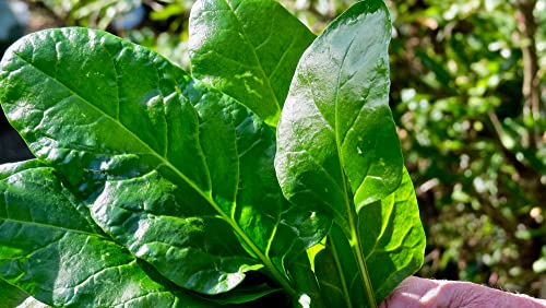 "Perpetual" Spinach Seeds for Planting, 300+ Heirloom Seeds Per Packet, (Isla's Garden Seeds), Non GMO Seeds, Botanical Name: Beta vulgaris subsp. vulgaris, Great Home Garden Gift