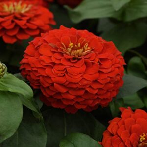 outsidepride zinnia elegans lilliput red heat & drought tolerant garden cut flowers – 1000 seeds