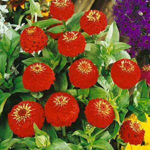 Outsidepride Zinnia Elegans Lilliput Red Heat & Drought Tolerant Garden Cut Flowers - 1000 Seeds