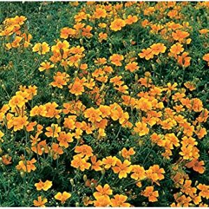 David's Garden Seeds Flower Marigold Tangerine Gem 5552 (Orange) 200 Non-GMO, Heirloom Seeds