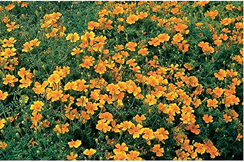 David's Garden Seeds Flower Marigold Tangerine Gem 5552 (Orange) 200 Non-GMO, Heirloom Seeds