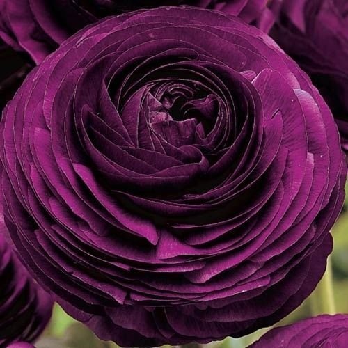 Purple Ranunculus Bulbs Persian Buttercup - 4 Bulbs - Garden Decoration Cut Flowers Home Decoration