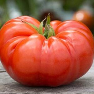 David's Garden Seeds Tomato Determinate Beefsteak 8472 (Red) 25 Non-GMO, Heirloom Seeds