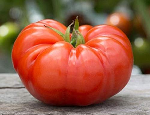 David's Garden Seeds Tomato Determinate Beefsteak 8472 (Red) 25 Non-GMO, Heirloom Seeds