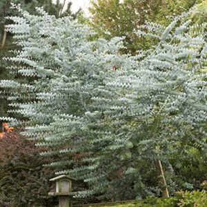 outsidepride eucalyptus silver dollar tree garden seeds – 50 seeds