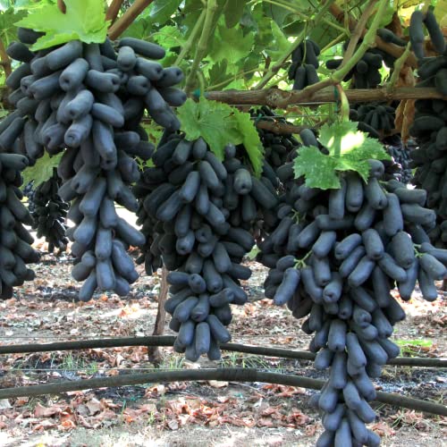 CHUXAY GARDEN Purple Finger Grape Seed 70 Seeds Sweet Fruit Grape Vine Organic Fresh Fruit Gardening Gifts