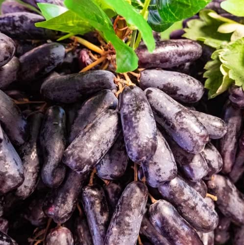 CHUXAY GARDEN Purple Finger Grape Seed 70 Seeds Sweet Fruit Grape Vine Organic Fresh Fruit Gardening Gifts