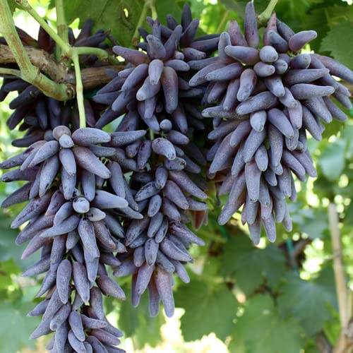 CHUXAY GARDEN Purple Finger Grape Seed 70 Seeds Sweet Fruit Grape Vine Organic Fresh Fruit Gardening Gifts