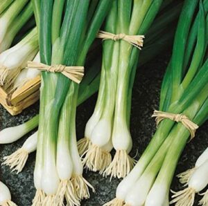 chuxay garden 500 seeds welsh bunching onion,spring onion, japanese leek,stone leek fresh vegetable seed ornamental plant unique mild flavor