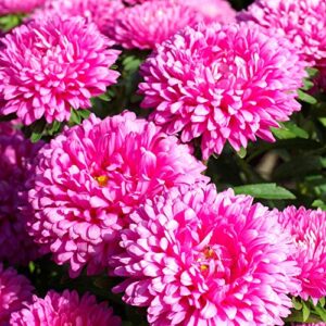 outsidepride aster milady rose garden flower plant seed – 1000 seeds