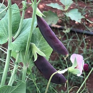 chuxay garden 100 seeds magnolia sugar snap pea,deep purple colored sugar snap pea, pisum sativum delicious vegetable great for cooking