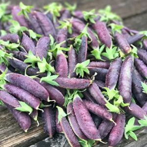 CHUXAY GARDEN 100 Seeds Magnolia Sugar Snap Pea,Deep Purple Colored Sugar Snap Pea, Pisum Sativum Delicious Vegetable Great for Cooking