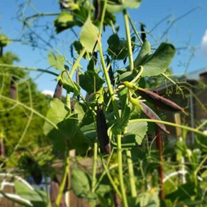 CHUXAY GARDEN 100 Seeds Magnolia Sugar Snap Pea,Deep Purple Colored Sugar Snap Pea, Pisum Sativum Delicious Vegetable Great for Cooking