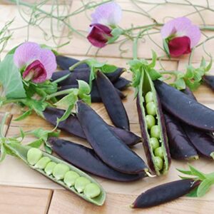 CHUXAY GARDEN 100 Seeds Magnolia Sugar Snap Pea,Deep Purple Colored Sugar Snap Pea, Pisum Sativum Delicious Vegetable Great for Cooking