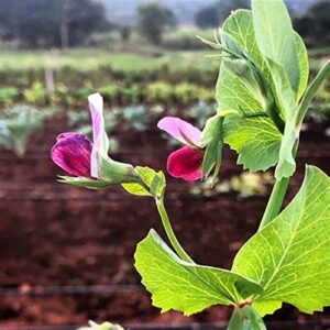 CHUXAY GARDEN 100 Seeds Magnolia Sugar Snap Pea,Deep Purple Colored Sugar Snap Pea, Pisum Sativum Delicious Vegetable Great for Cooking