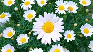 shasta daisy flower seeds for planting, 1500+ seeds per packet, chrysanthemum genus, (isla’s garden seeds), non gmo & heirloom seeds, scientific name: chrysanthemum maximum, great home garden gift