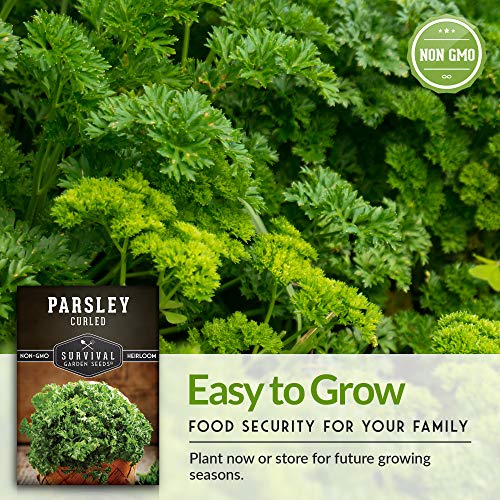 Survival Garden Seeds - Curled Parsley Seed for Planting - Packet with Instructions to Plant and Grow Nutritious Curly Parsley Herb Plants in Your Home Vegetable Garden - Non-GMO Heirloom Variety