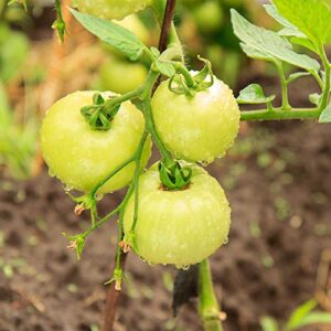 tomato seeds – cherry white – 250 mg packet ~85 seeds – solanum lycopersicum – farm & garden vegetable seeds – non-gmo, heirloom, open pollinated, annual