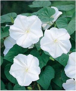 david’s garden seeds flower morning glory moonflower fba-00028 (white) 25 non-gmo, heirloom seeds