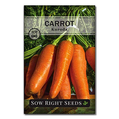 Sow Right Seeds - Kuroda Carrot Seed for Planting - Non-GMO Heirloom Packet with Instructions to Plant a Home Vegetable Garden, Great Gardening Gift (1)