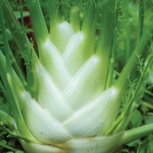 Burpee Orion Hybrid Fennel Seeds 100 seeds