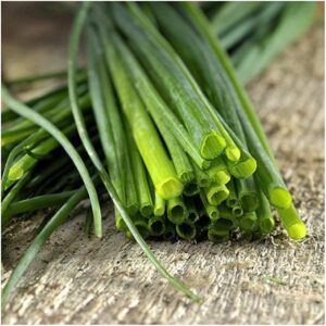 3000 Common Chive Seeds for Planting Non GMO 5 Grams of Seeds Garden Vegetable Bulk Survival Chives