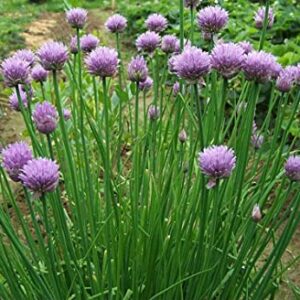 3000 Common Chive Seeds for Planting Non GMO 5 Grams of Seeds Garden Vegetable Bulk Survival Chives