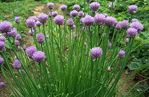 3000 Common Chive Seeds for Planting Non GMO 5 Grams of Seeds Garden Vegetable Bulk Survival Chives