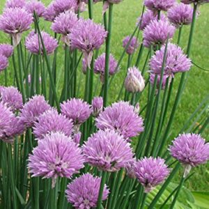 3000 Common Chive Seeds for Planting Non GMO 5 Grams of Seeds Garden Vegetable Bulk Survival Chives