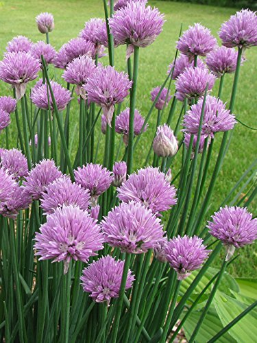 3000 Common Chive Seeds for Planting Non GMO 5 Grams of Seeds Garden Vegetable Bulk Survival Chives