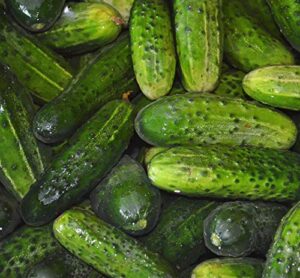 cucumber spacemaster heirloom seeds – b323 (60+ seeds, 2 grams)