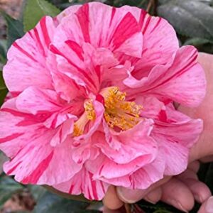 Variegated Camellia Japonica Rose Red Pink Plant Color, Ornaments Perennial Garden Simple to Grow Pots, 10 Inches in Tall