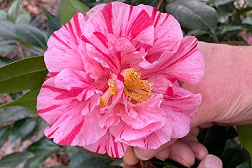 Variegated Camellia Japonica Rose Red Pink Plant Color, Ornaments Perennial Garden Simple to Grow Pots, 10 Inches in Tall