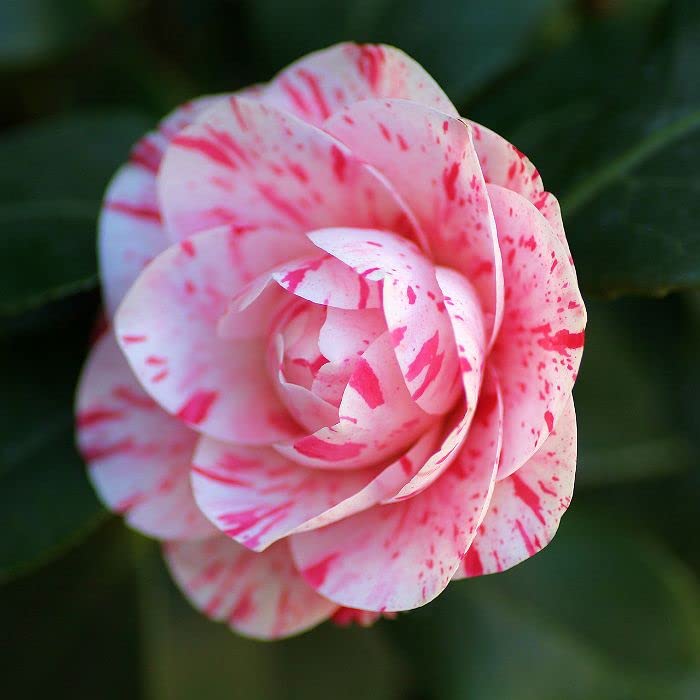 Variegated Camellia Japonica Rose Red Pink Plant Color, Ornaments Perennial Garden Simple to Grow Pots, 10 Inches in Tall