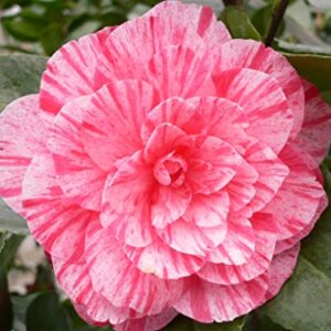 Variegated Camellia Japonica Rose Red Pink Plant Color, Ornaments Perennial Garden Simple to Grow Pots, 10 Inches in Tall