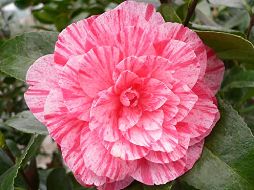 Variegated Camellia Japonica Rose Red Pink Plant Color, Ornaments Perennial Garden Simple to Grow Pots, 10 Inches in Tall