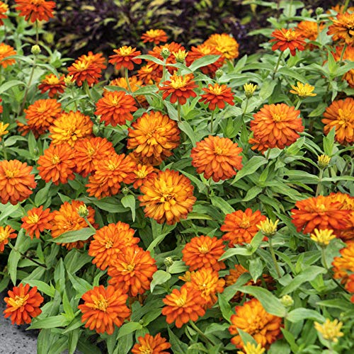 Outsidepride Zinnia Zahara Double Bright Orange Heat & Drought Tolerant Garden Cut Flowers - 50 Seeds